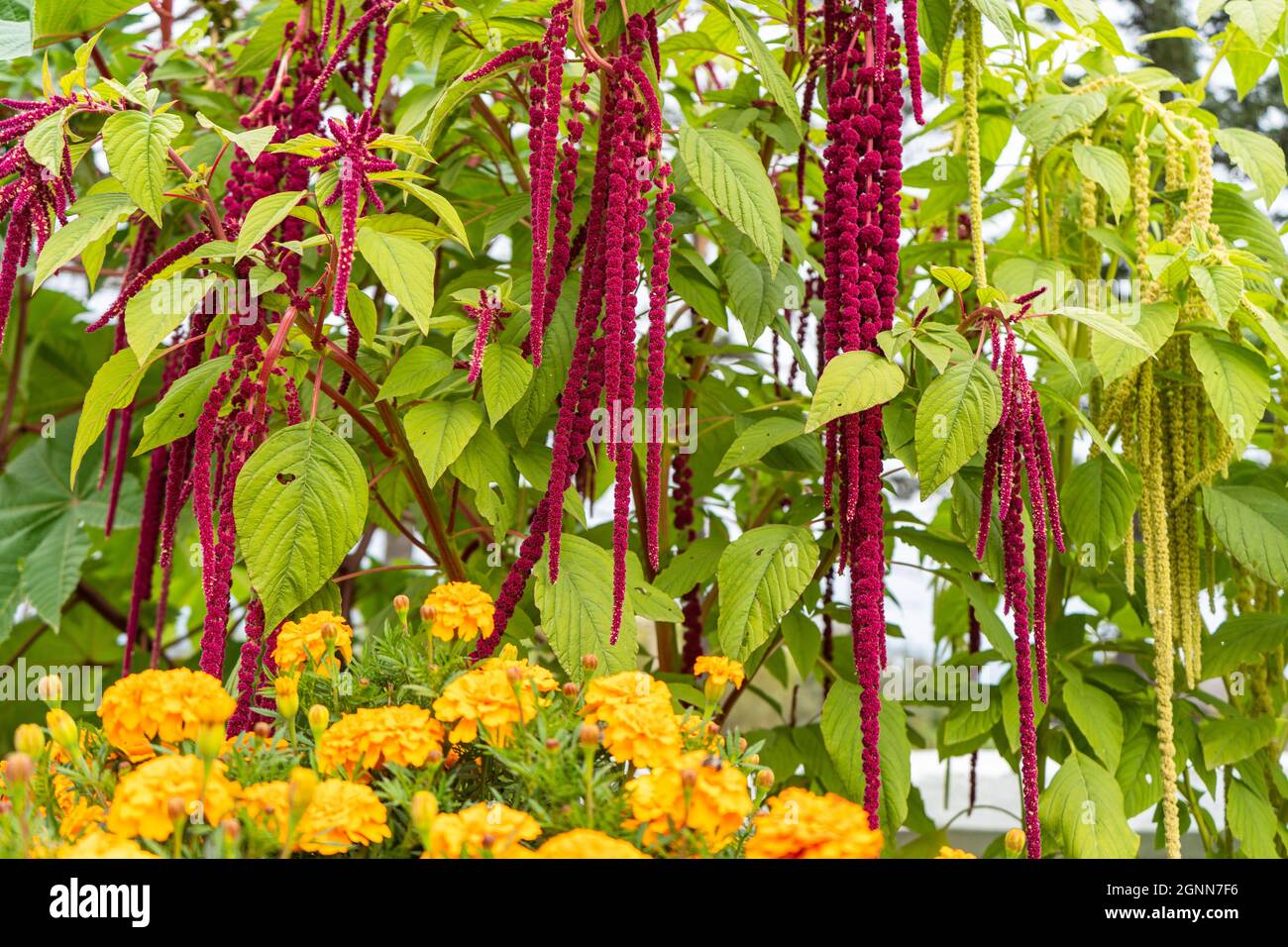 Different color flowers in garden hi-res stock photography and images ...