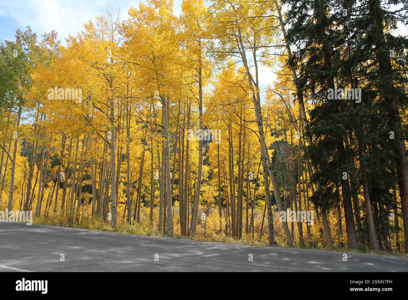 Grand Mesa National Forest Colorado. Fall forest colors on the largest ...