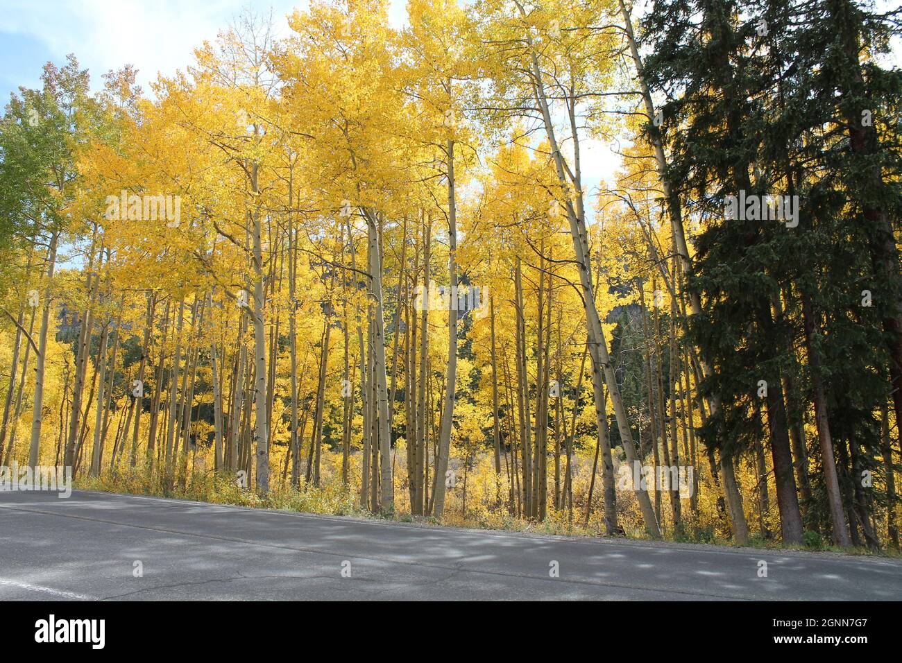 Grand Mesa National Forest Colorado. Fall forest colors on the largest ...