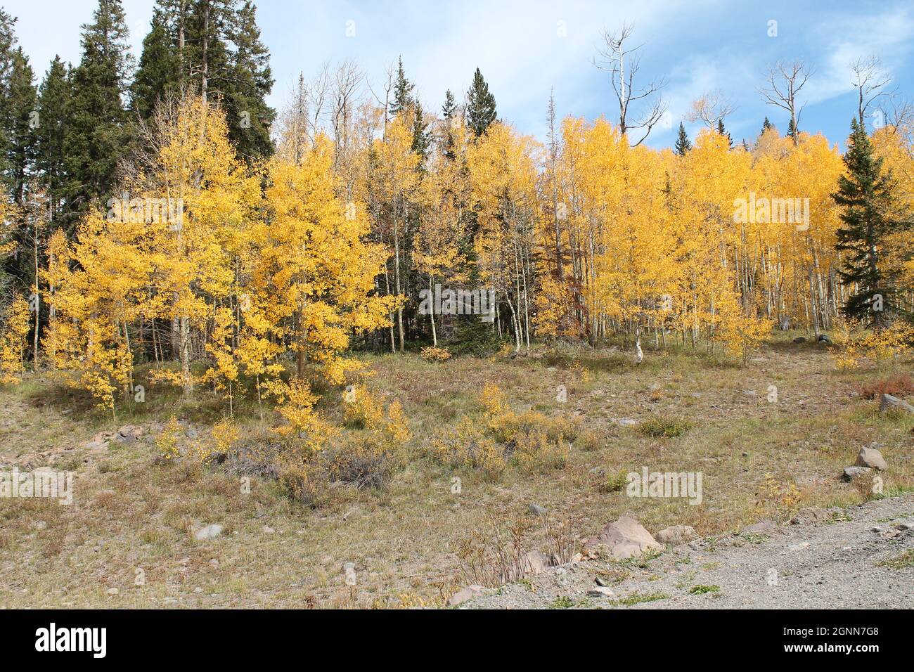 Grand Mesa National Forest Colorado. Fall forest colors on the largest ...