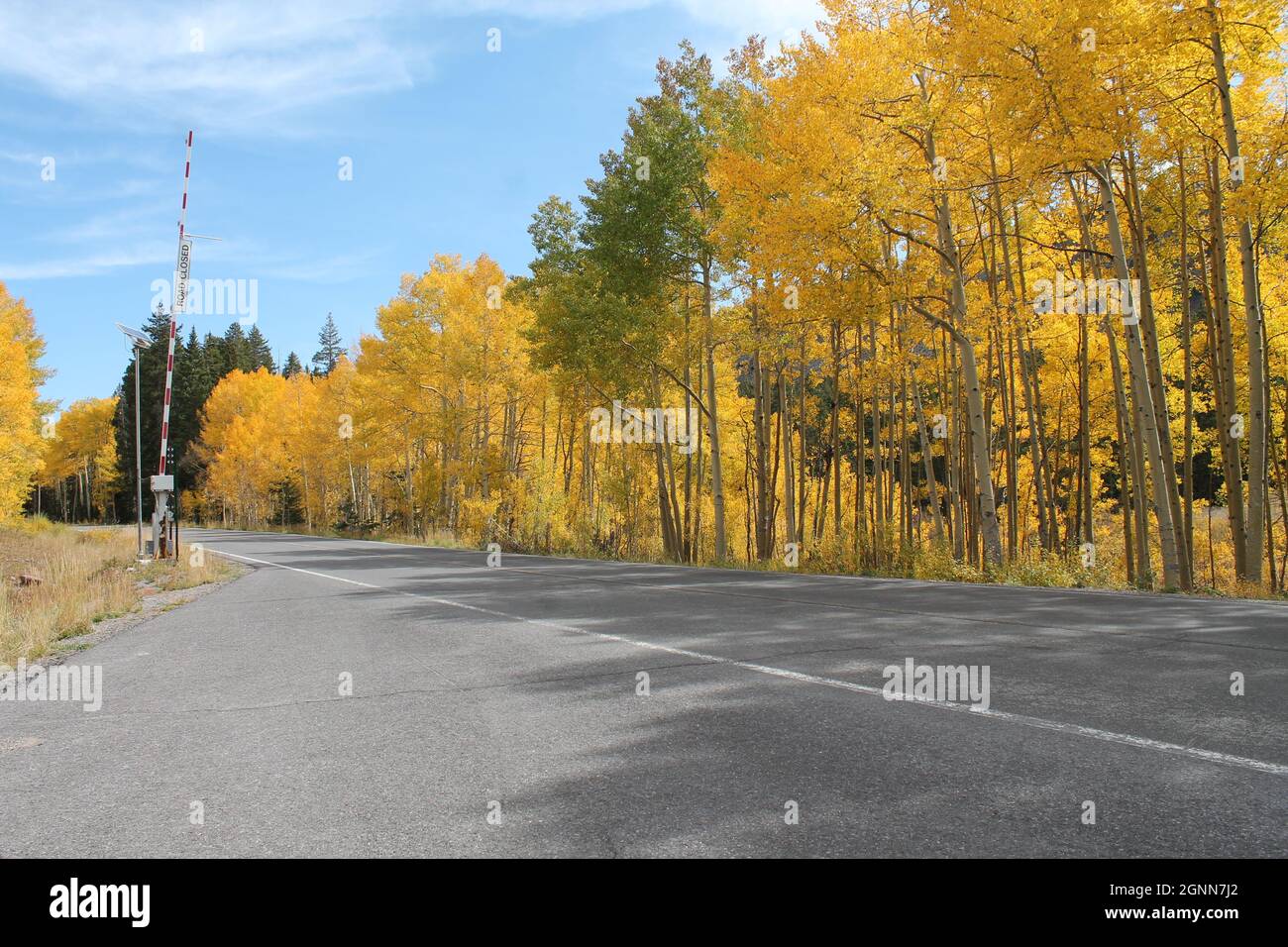 Grand Mesa National Forest Colorado. Fall forest colors on the largest ...