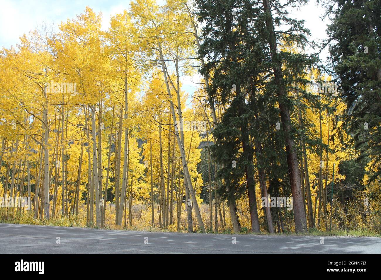 Grand Mesa National Forest Colorado. Fall forest colors on the largest ...