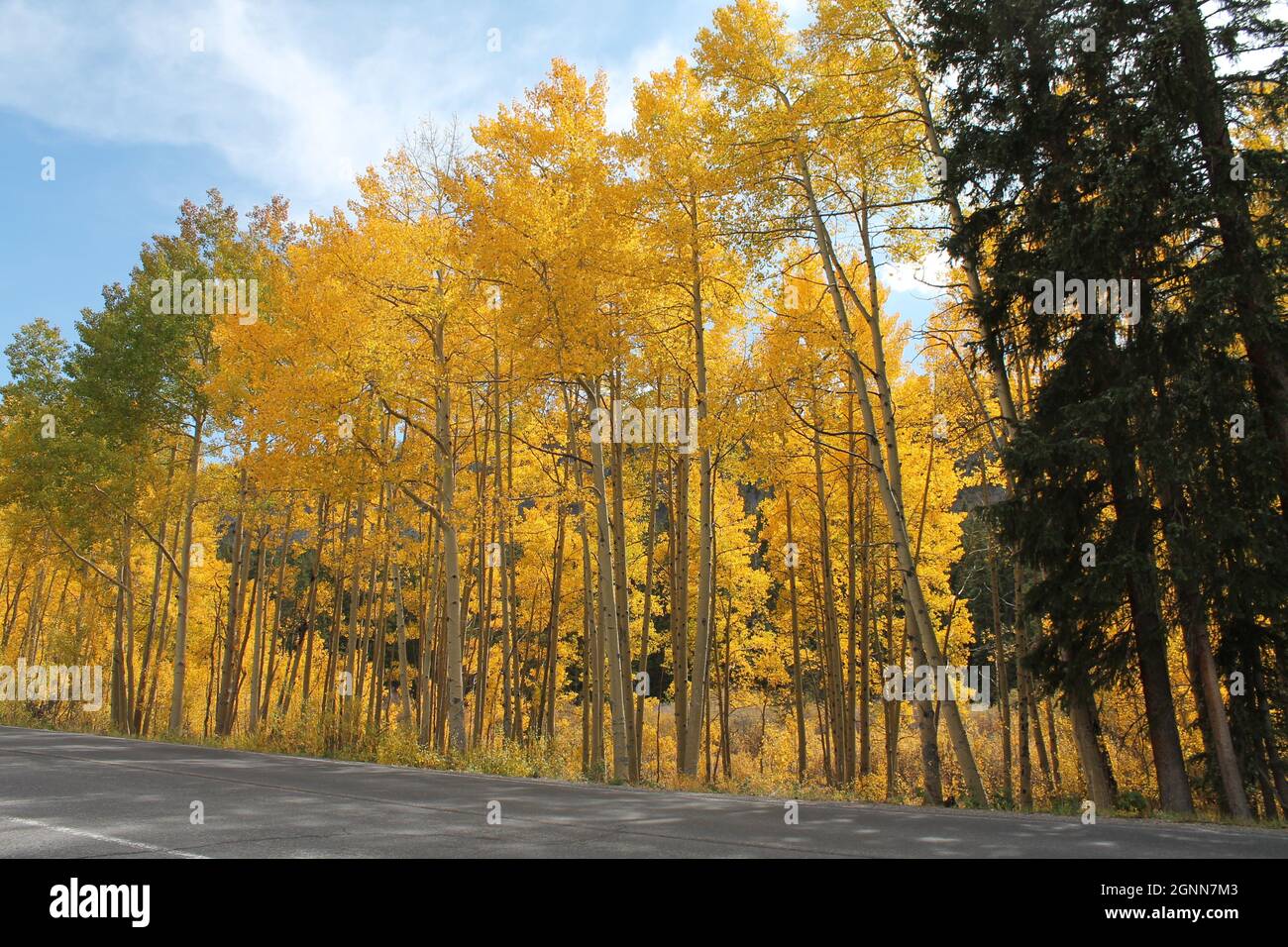 Grand Mesa National Forest Colorado. Fall forest colors on the largest ...