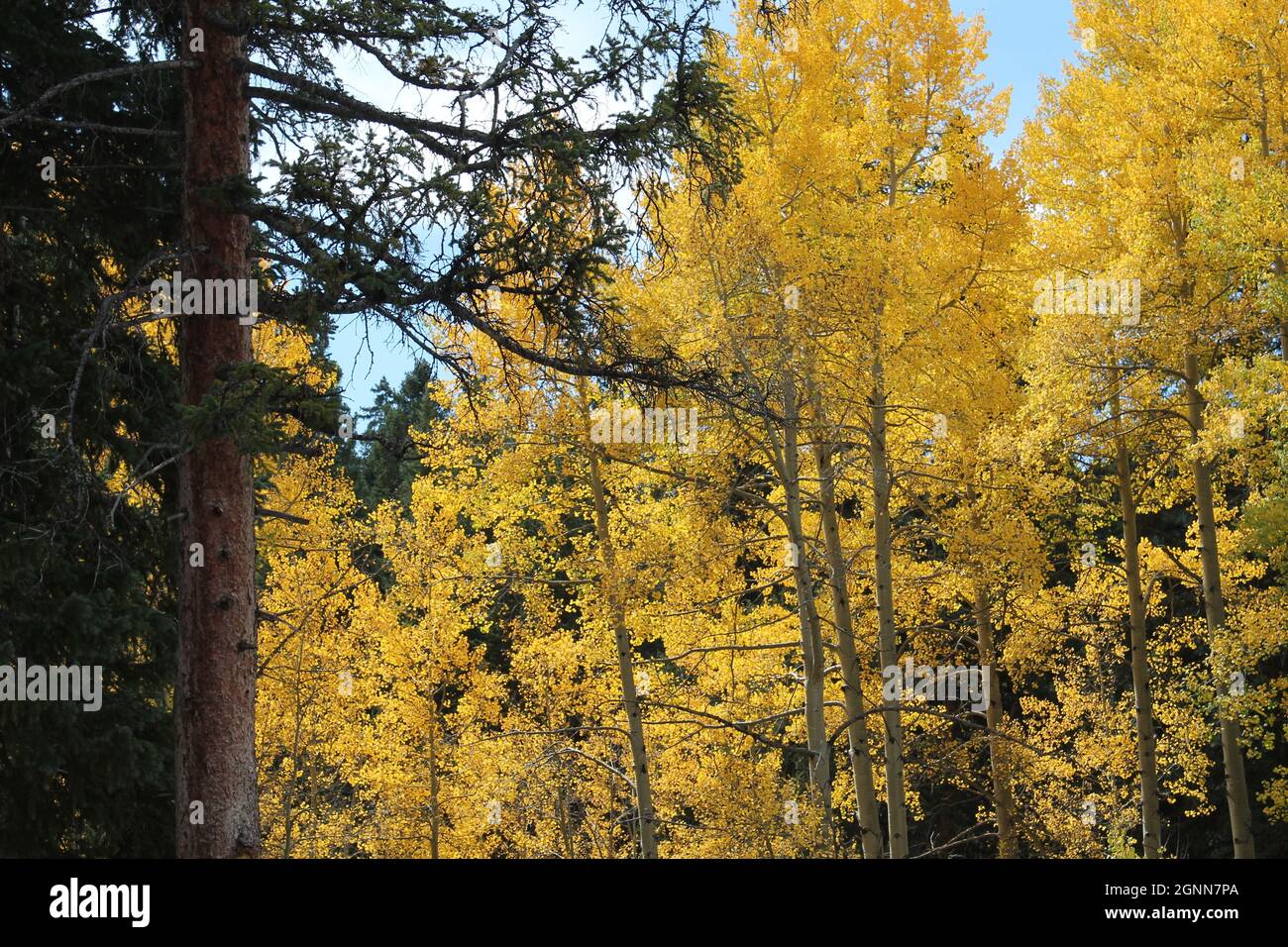 Grand Mesa National Forest Colorado. Fall forest colors on the largest ...