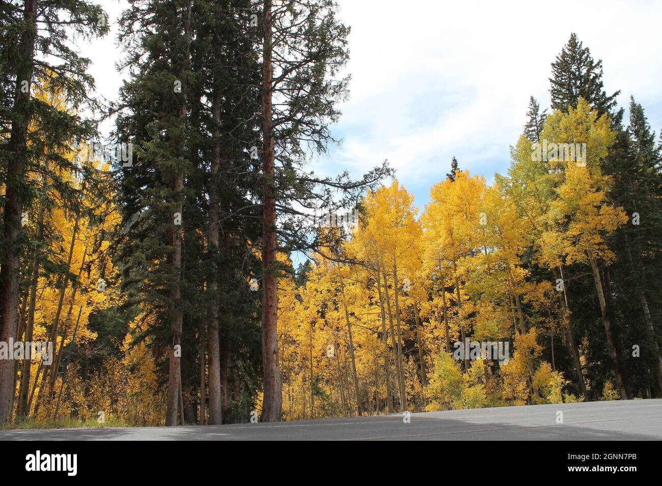 Grand Mesa National Forest Colorado. Fall forest colors on the largest ...