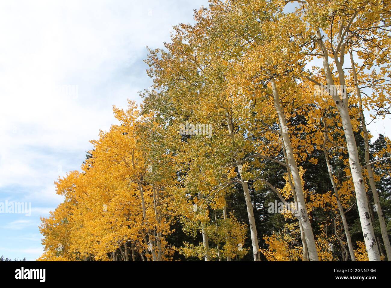 Grand Mesa National Forest Colorado. Fall forest colors on the largest ...