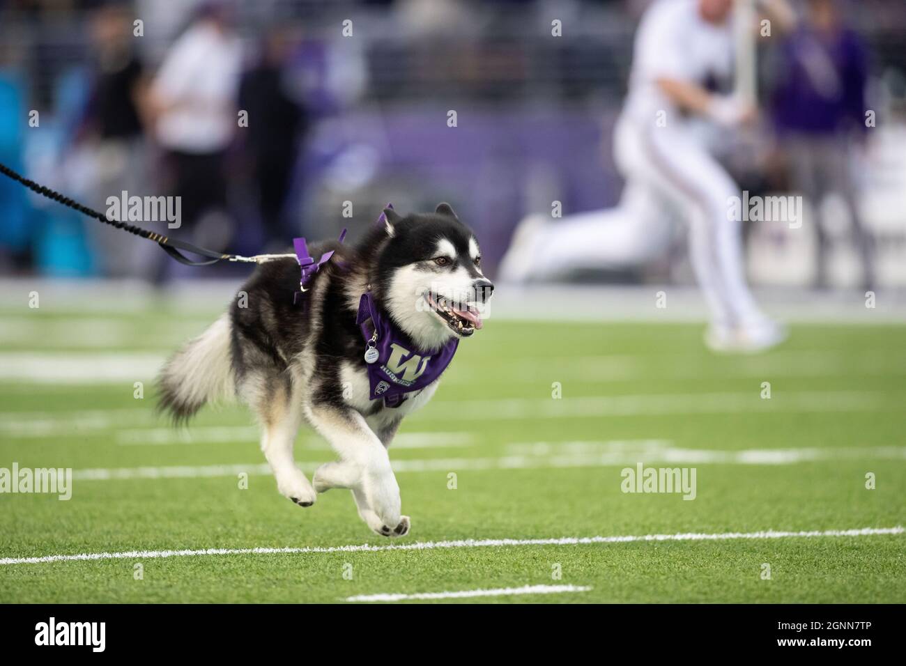 Dubs II leads the Washington Huskies onto the field prior to the 1st ...