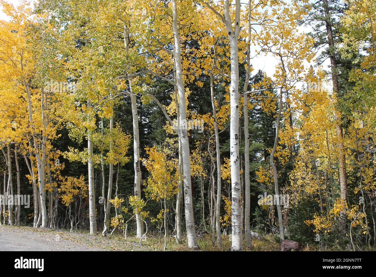 Grand Mesa National Forest Colorado. Fall forest colors on the largest ...