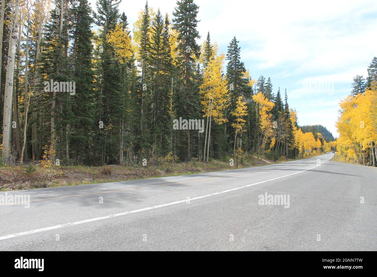 Grand Mesa National Forest Colorado. Fall forest colors on the largest ...