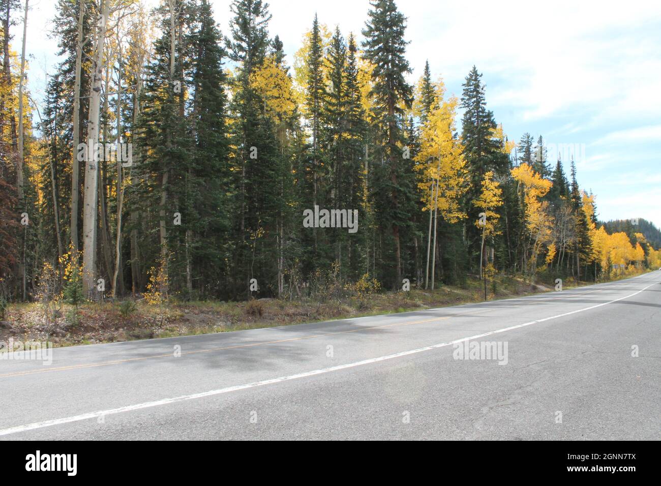 Grand Mesa National Forest Colorado. Fall forest colors on the largest ...