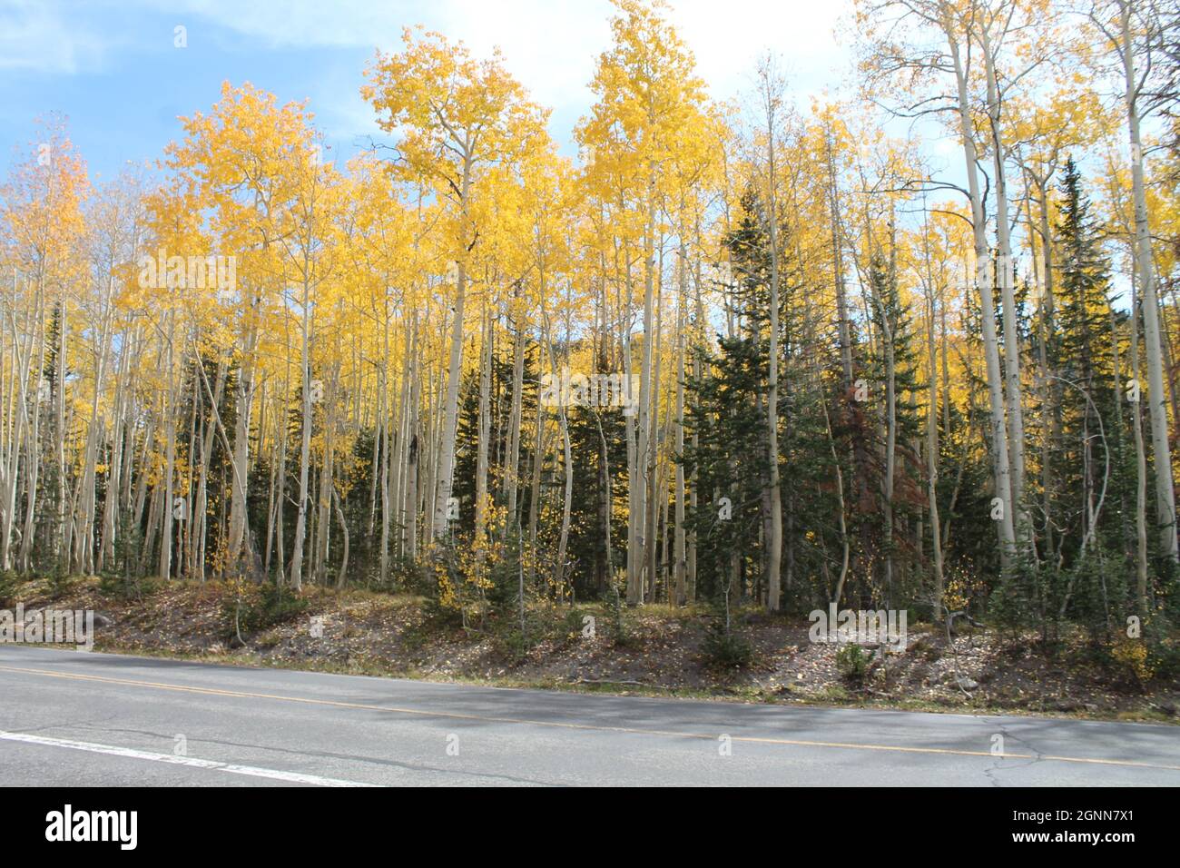 Grand Mesa National Forest Colorado. Fall forest colors on the largest ...