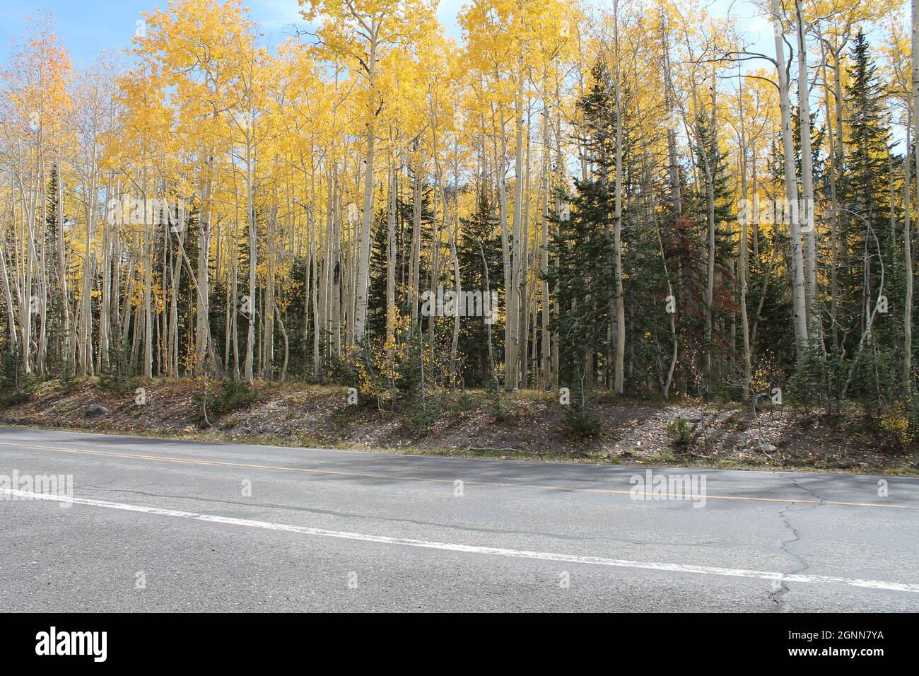 Grand Mesa National Forest Colorado. Fall forest colors on the largest ...