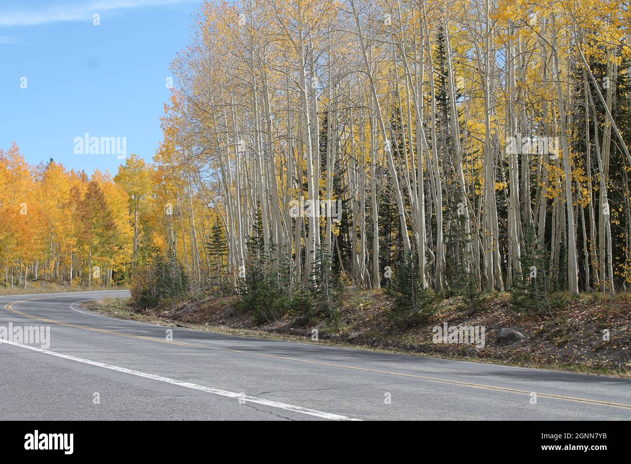 Grand Mesa National Forest Colorado. Fall forest colors on the largest ...