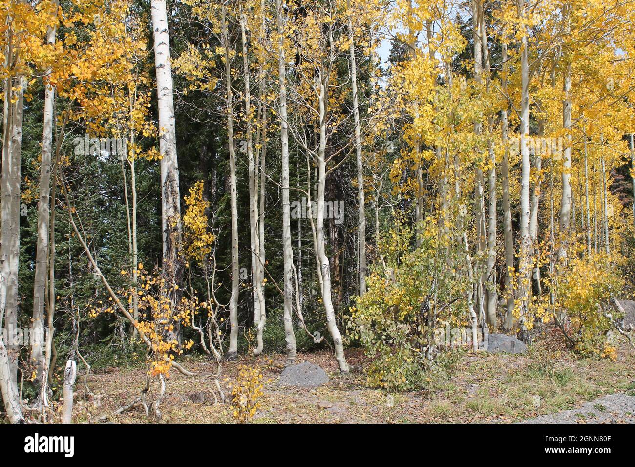Grand Mesa National Forest Colorado. Fall forest colors on the largest ...
