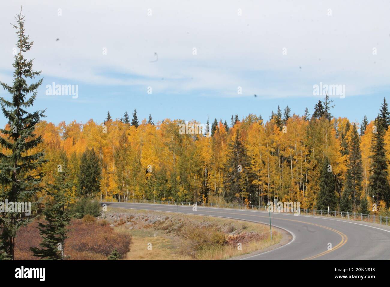 Grand Mesa National Forest Colorado. Fall forest colors on the largest ...