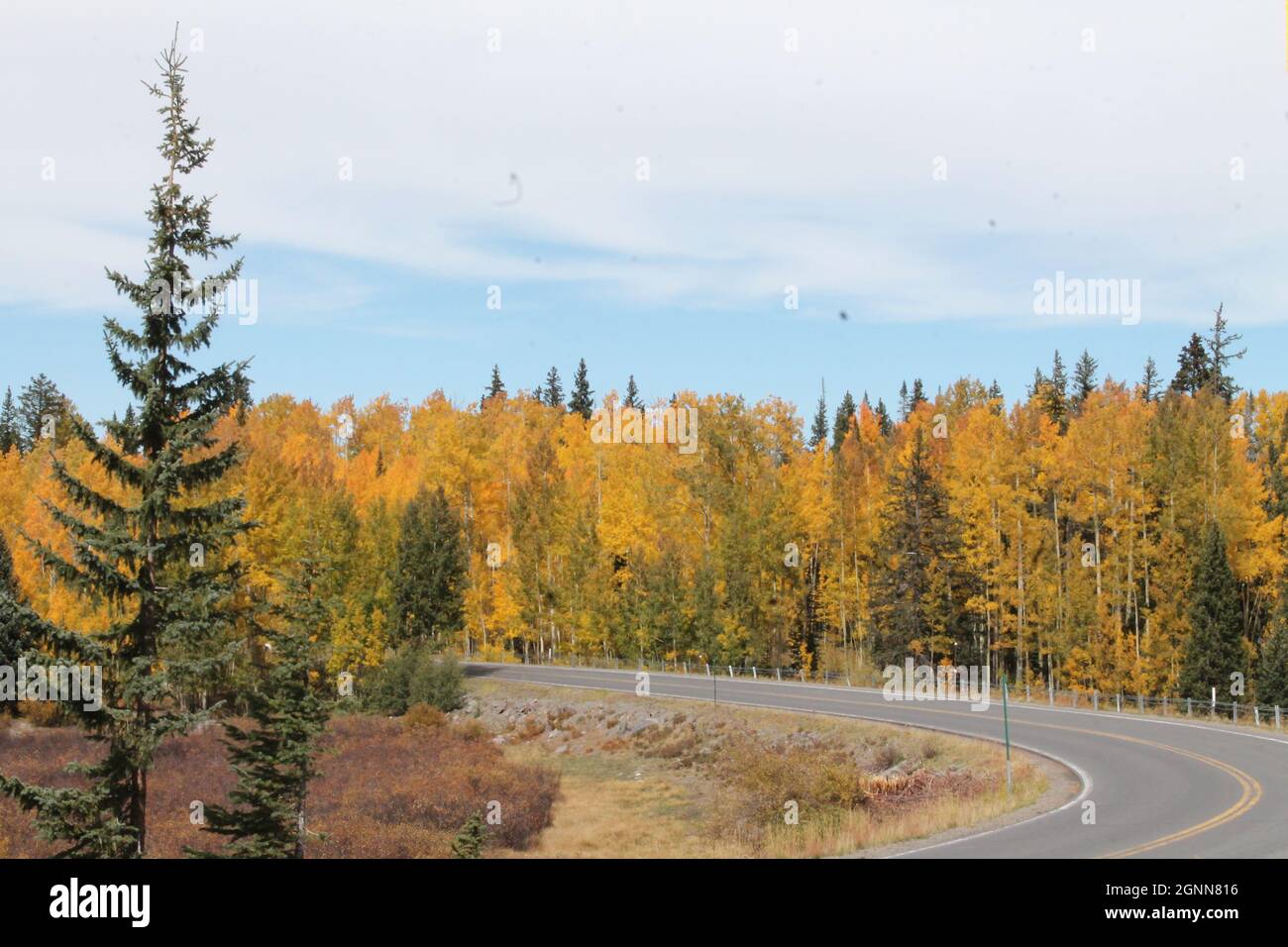 Grand Mesa National Forest Colorado. Fall forest colors on the largest ...