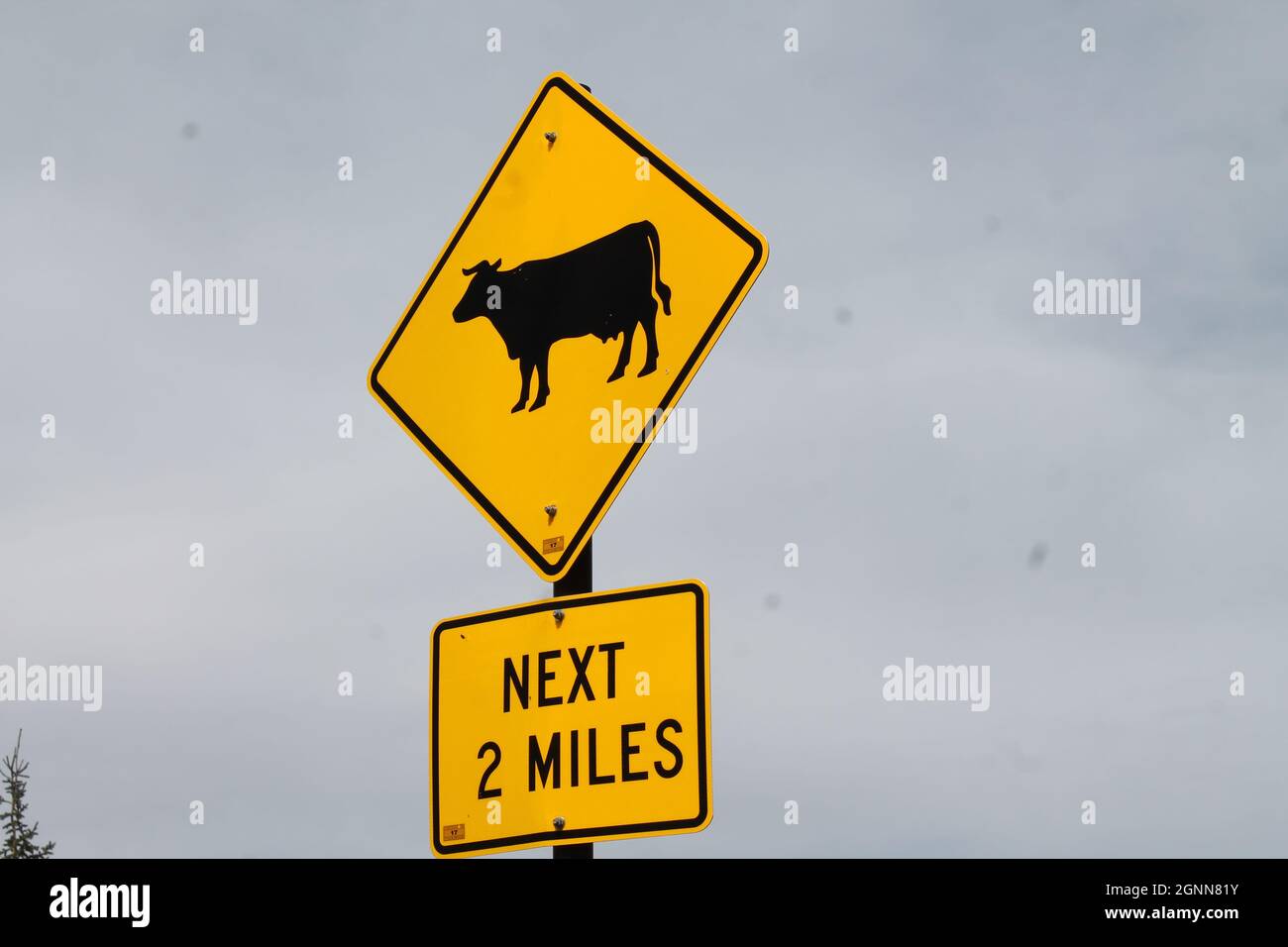 Cow crossing sign yellow and black Stock Photo - Alamy