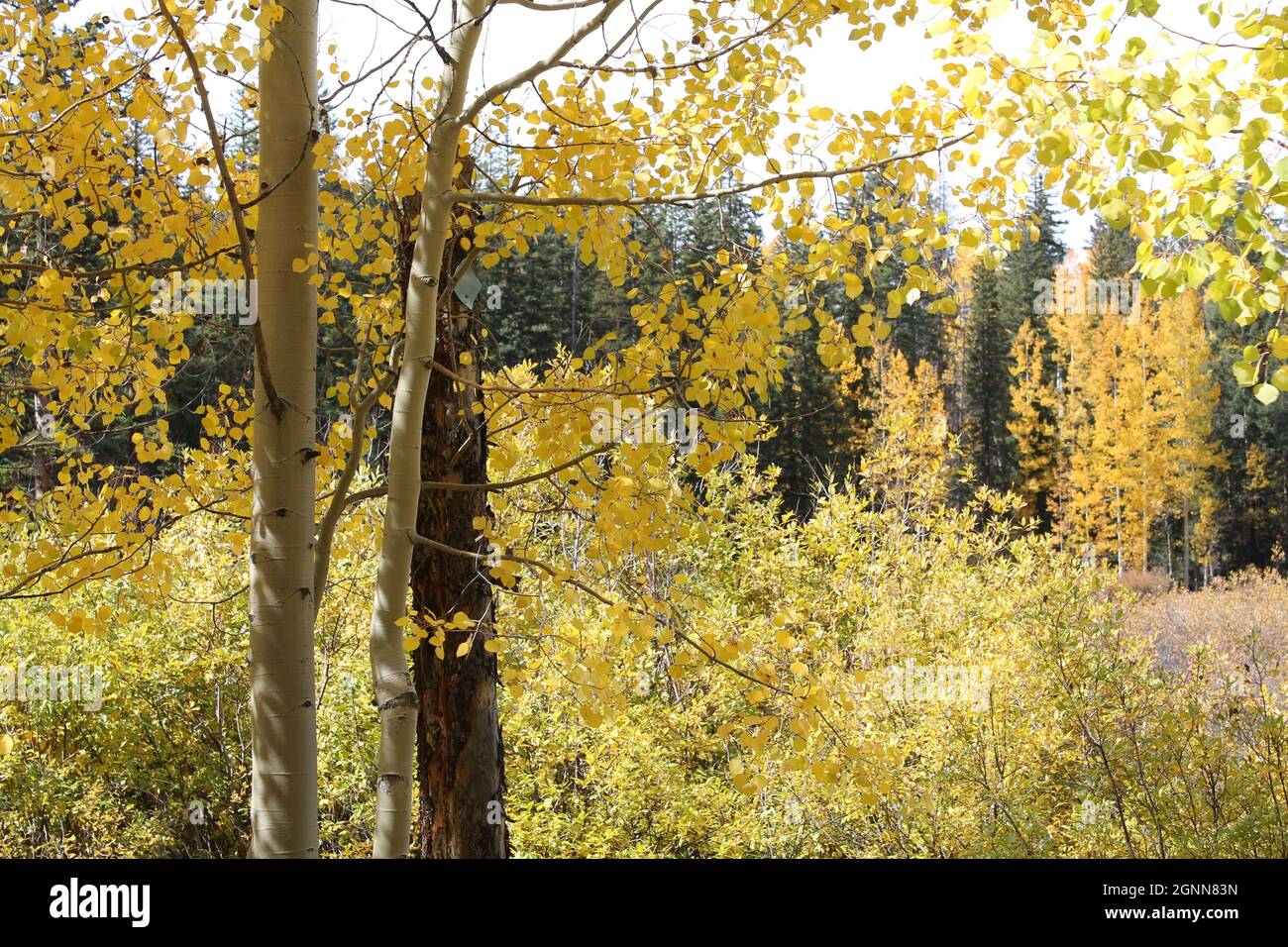 Grand Mesa National Forest Colorado. Fall forest colors on the largest ...
