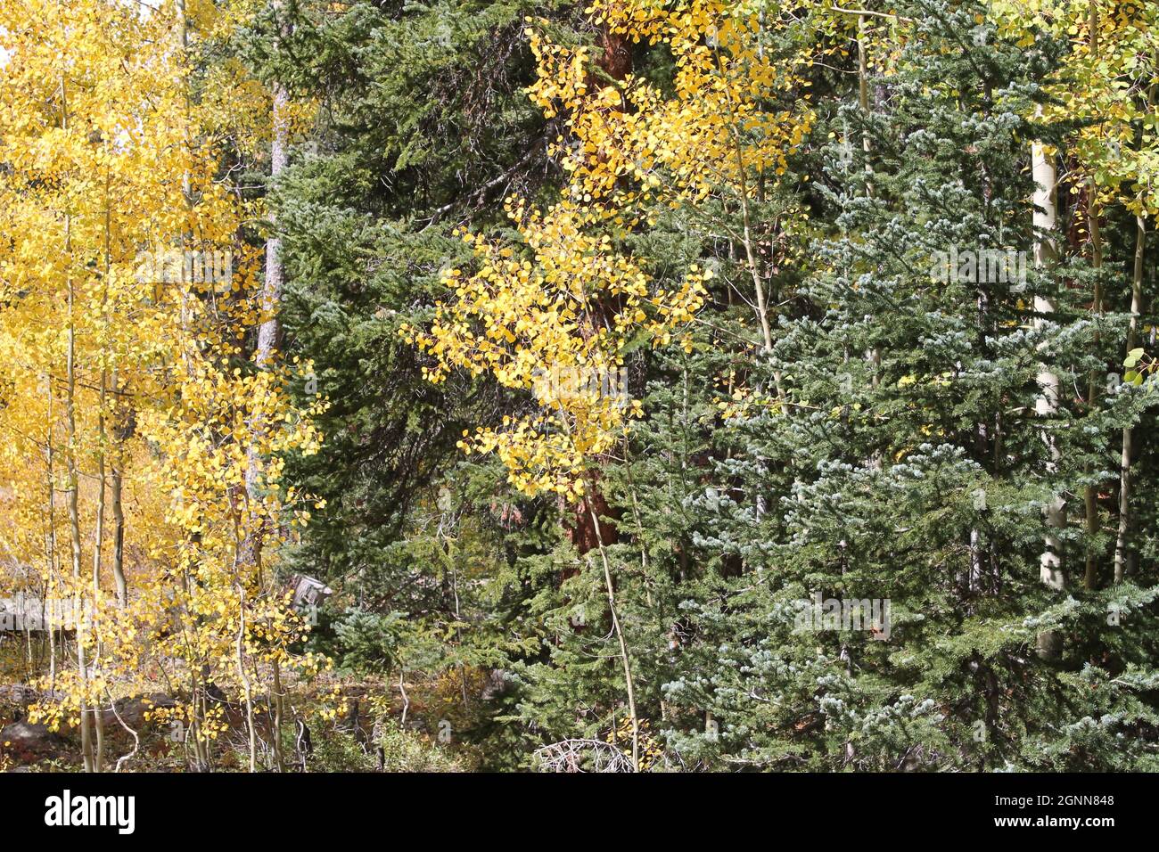 Grand Mesa National Forest Colorado. Fall forest colors on the largest ...