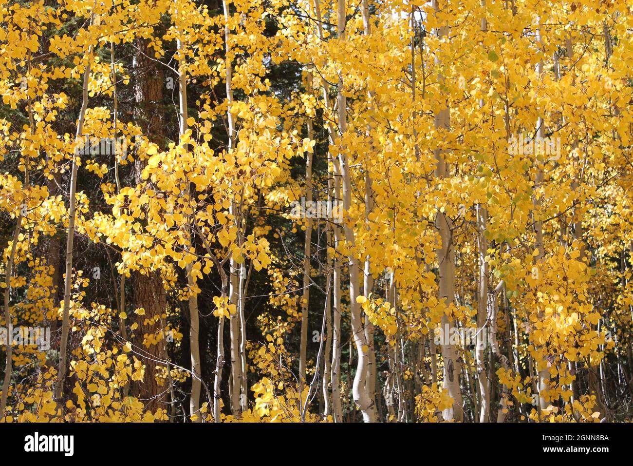 Grand Mesa National Forest Colorado. Fall forest colors on the largest ...