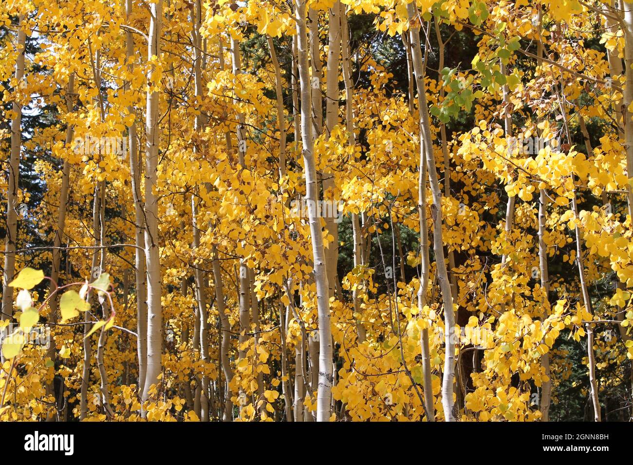 Grand Mesa National Forest Colorado. Fall forest colors on the largest ...