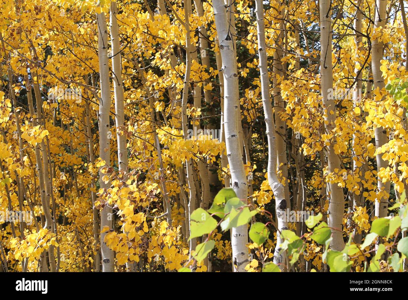 Grand Mesa National Forest Colorado. Fall forest colors on the largest ...