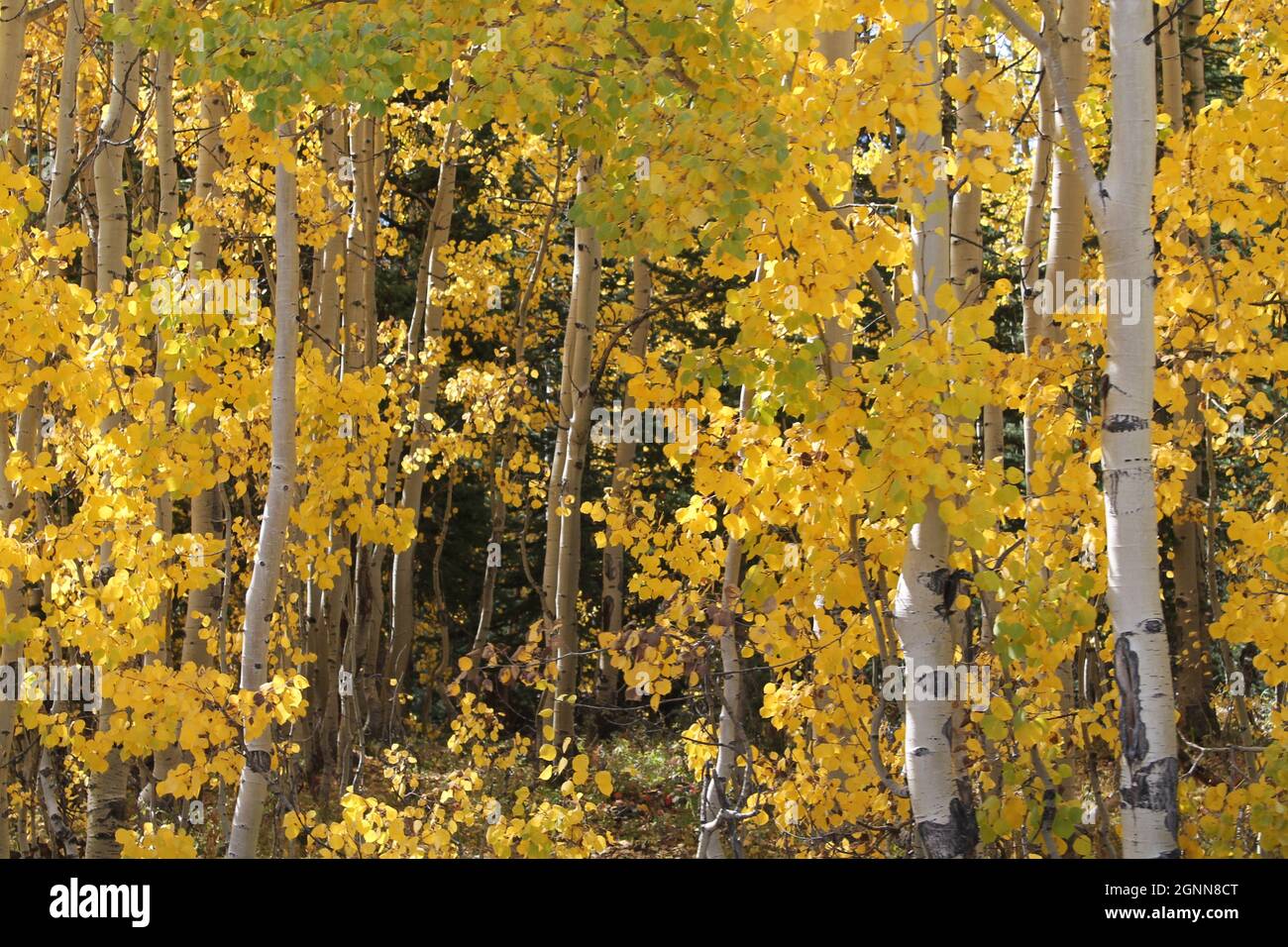 Grand Mesa National Forest Colorado. Fall forest colors on the largest ...