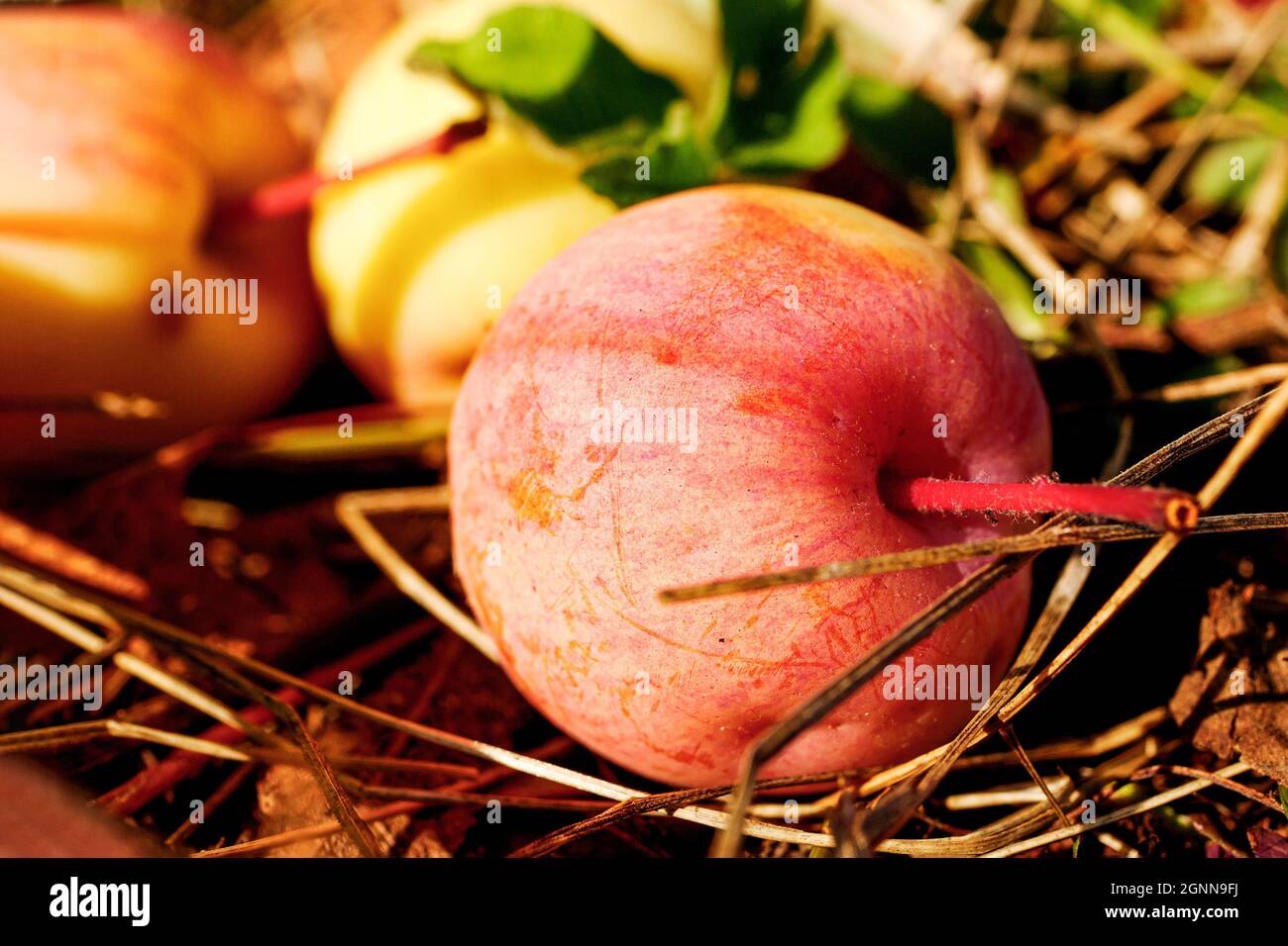 Wild apples and cider hi-res stock photography and images - Alamy