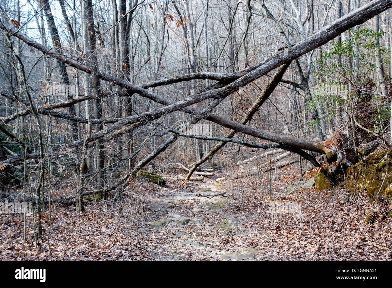 Knocked over trees blocking a path in fall Stock Photo - Alamy