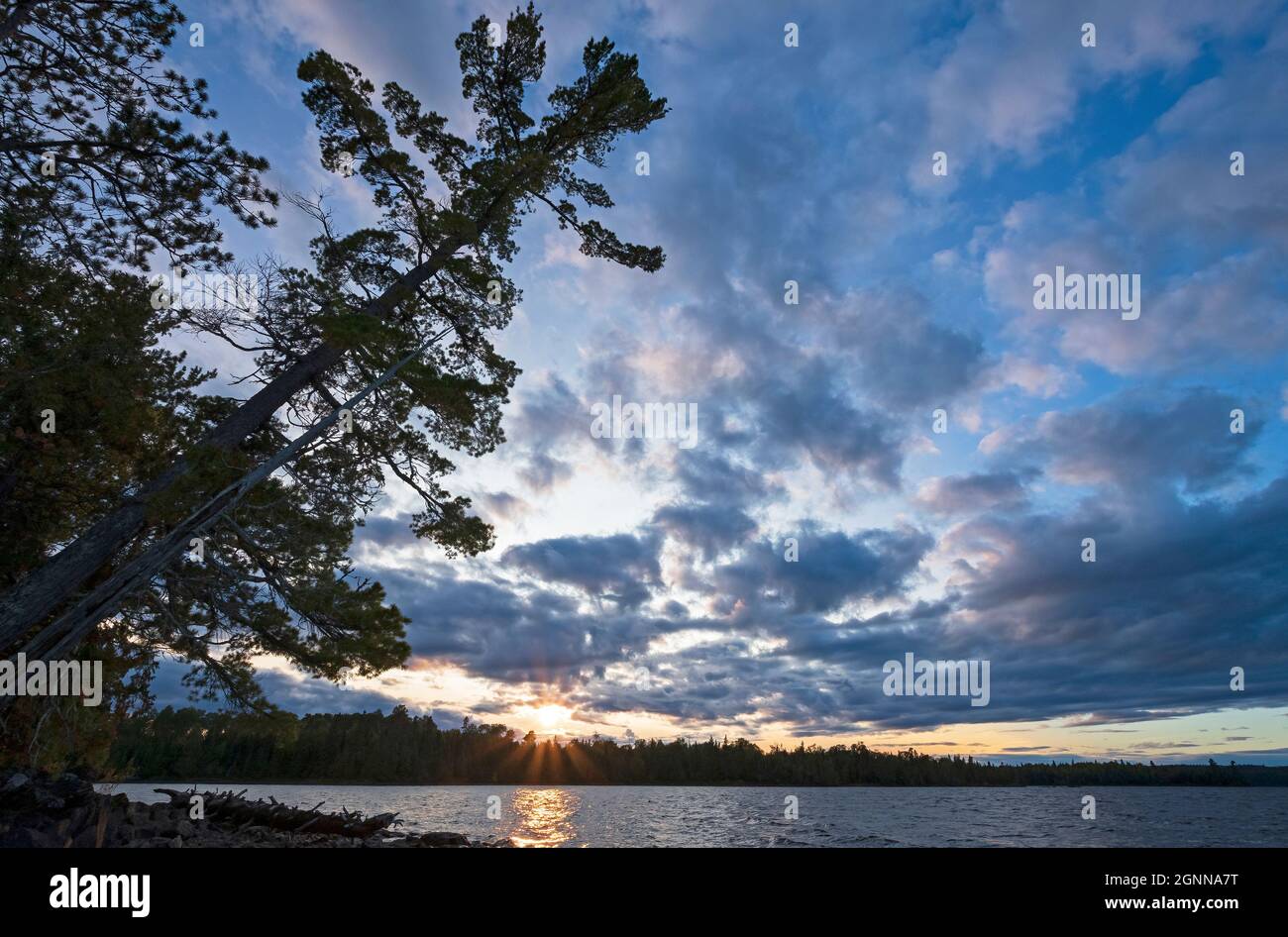 Tilted Tree With a Dramatic Sky at Sunset on Saganaga Lake in the ...