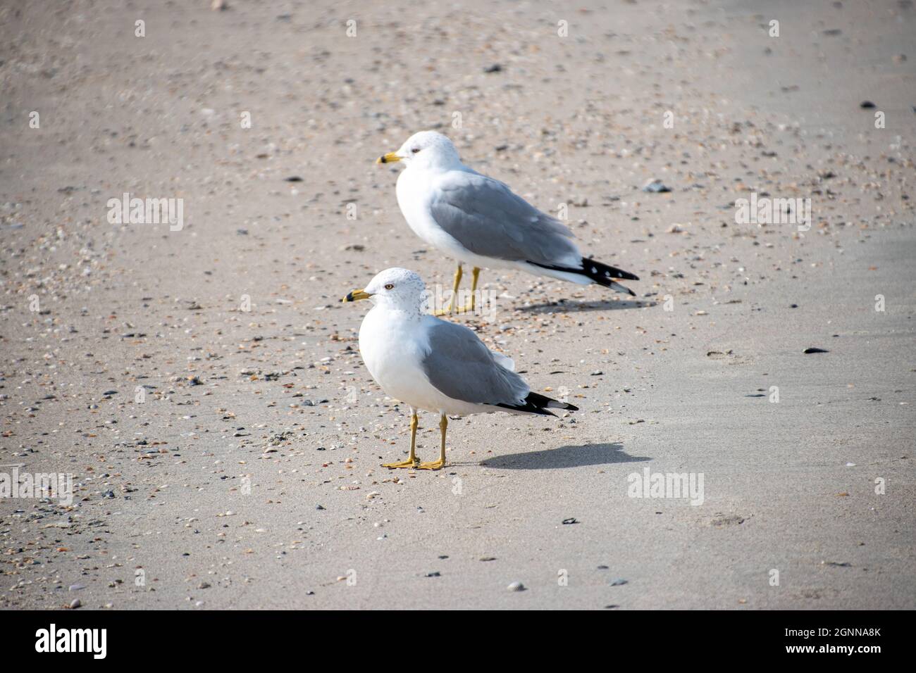 Two seagulls on a sandy beach Stock Photo - Alamy