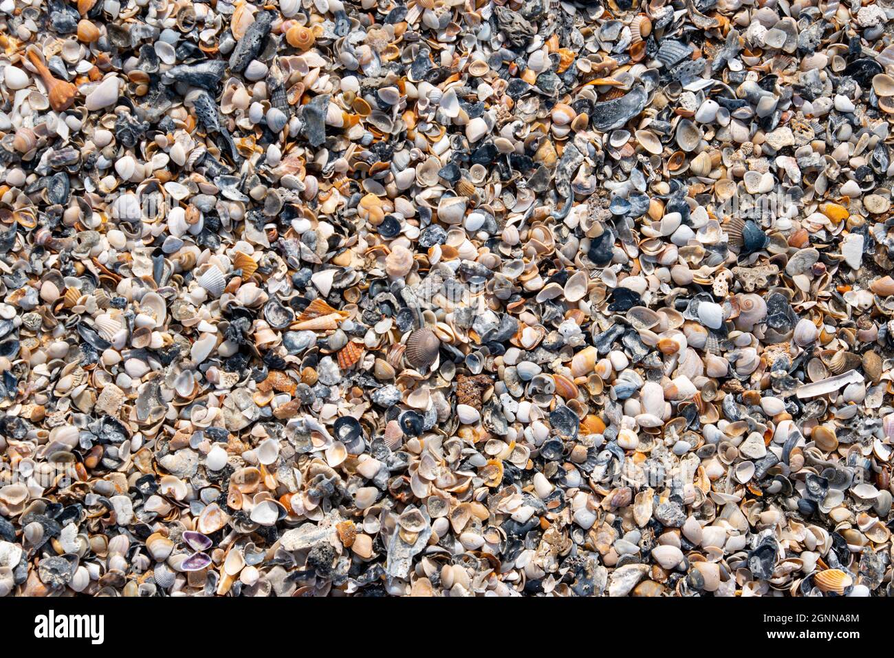 A background texture made of small sea shells on a beach in South ...