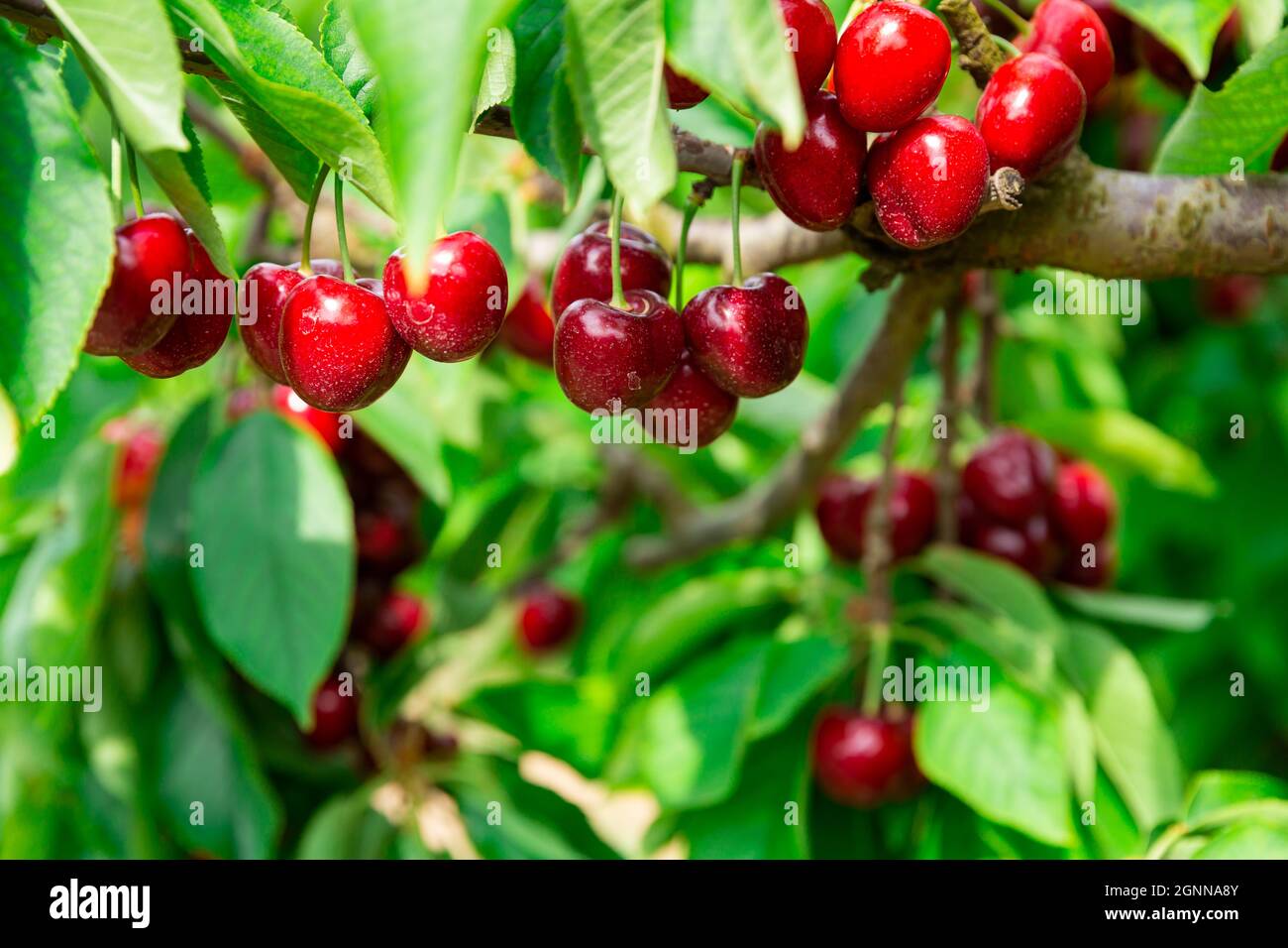 Image of a cherry cluster on a branch Stock Photo - Alamy