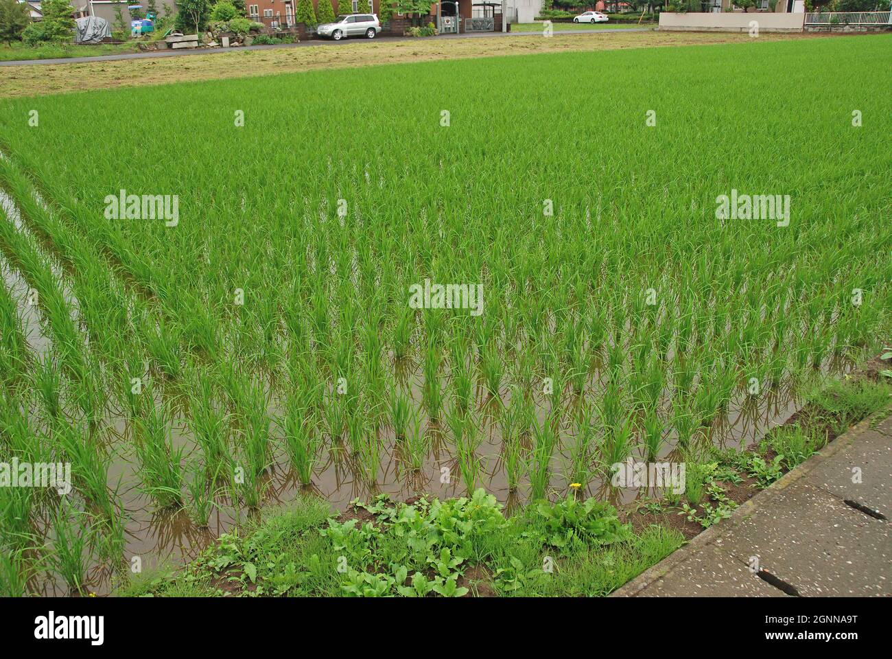 Family Rice Paddy Field in a Suburb in Japan Stock Photo - Alamy
