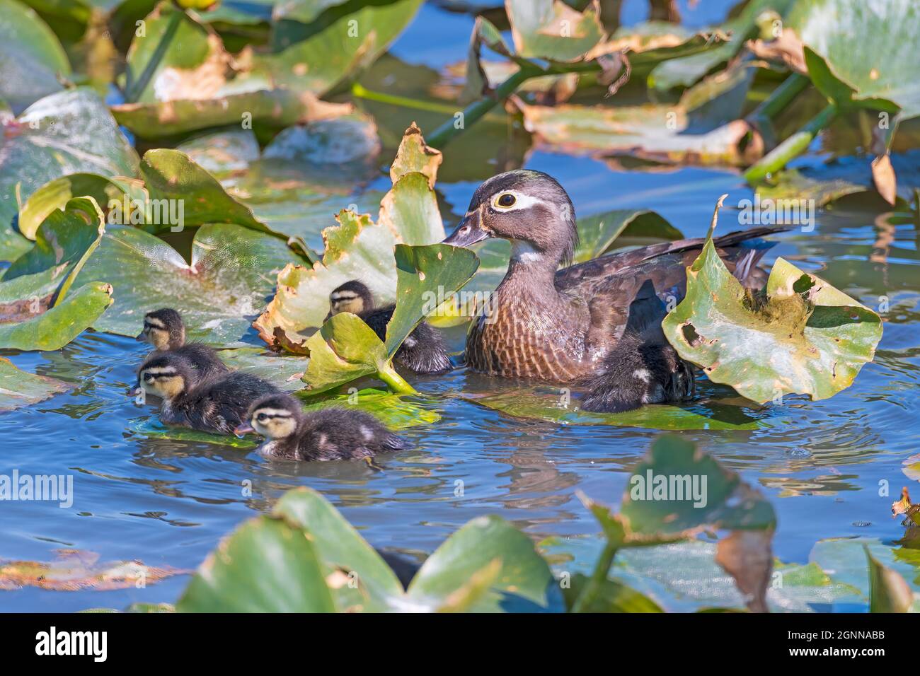 Female duck with babies hi-res stock photography and images - Alamy