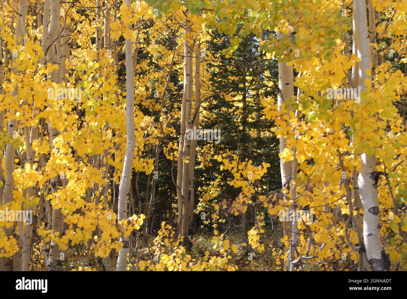 Grand Mesa National Forest Colorado. Fall forest colors on the largest ...