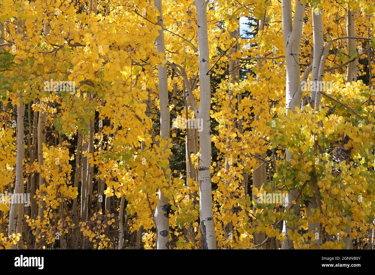 Grand Mesa National Forest Colorado. Fall forest colors on the largest ...