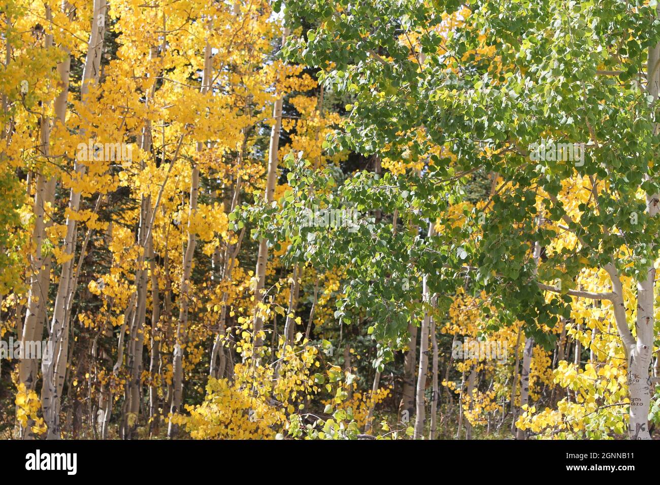 Grand Mesa National Forest Colorado. Fall forest colors on the largest ...