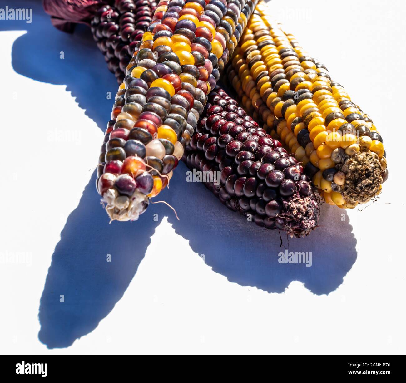 Three ears of multi colored indian corn together on a white background ...