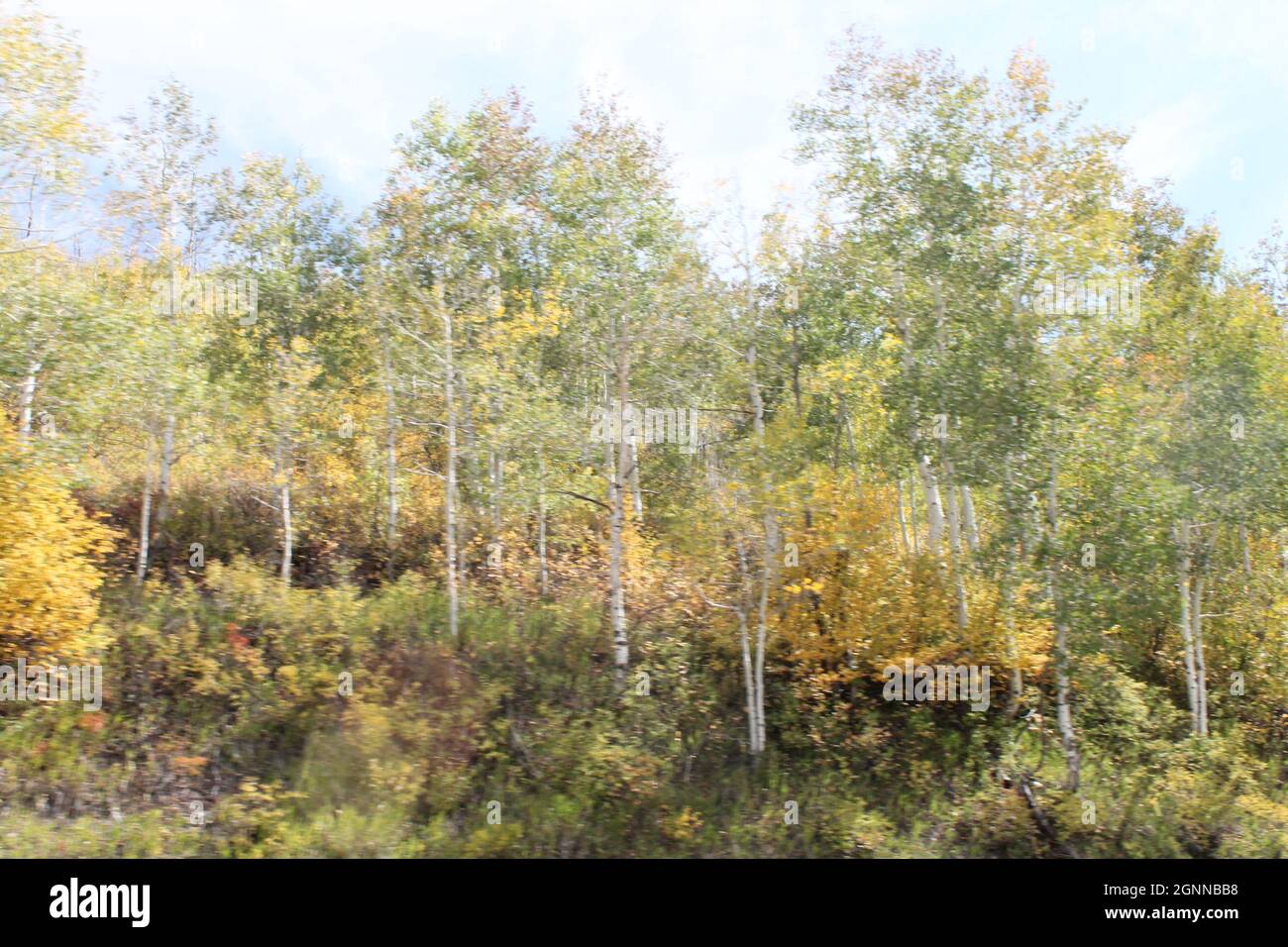 Grand Mesa National Forest Colorado. Fall forest colors on the largest ...