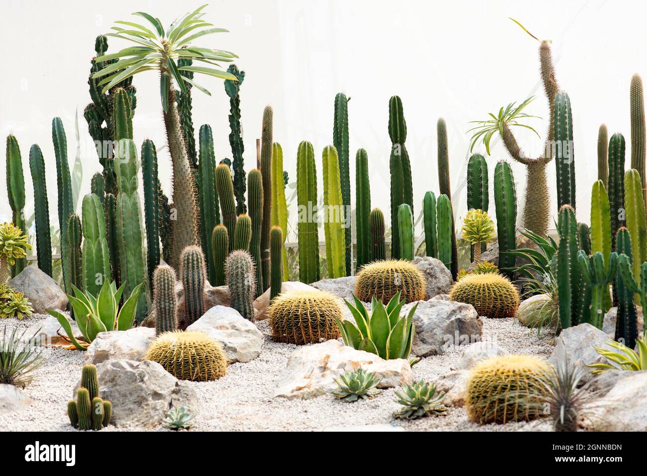 Cactus rows in nursery of cactus garden in beautiful form with white ...
