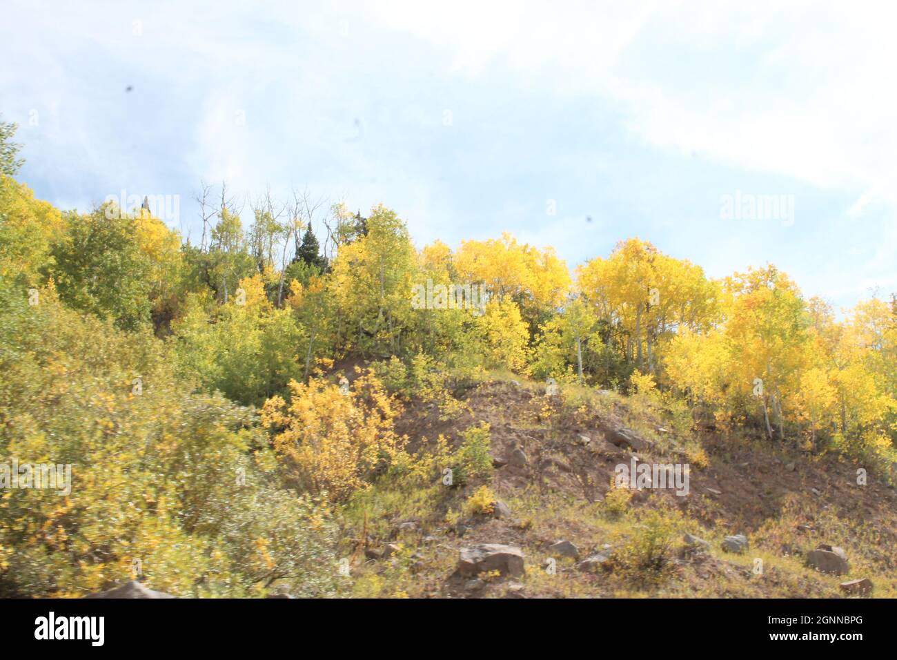 Grand Mesa National Forest Colorado. Fall forest colors on the largest ...