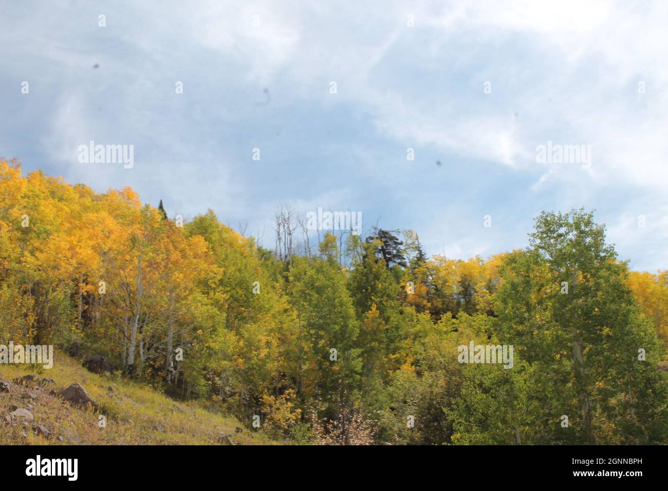 Grand Mesa National Forest Colorado. Fall forest colors on the largest ...