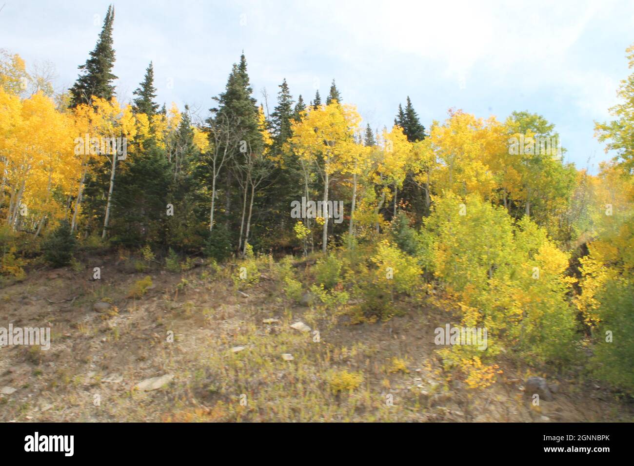 Grand Mesa National Forest Colorado. Fall forest colors on the largest ...