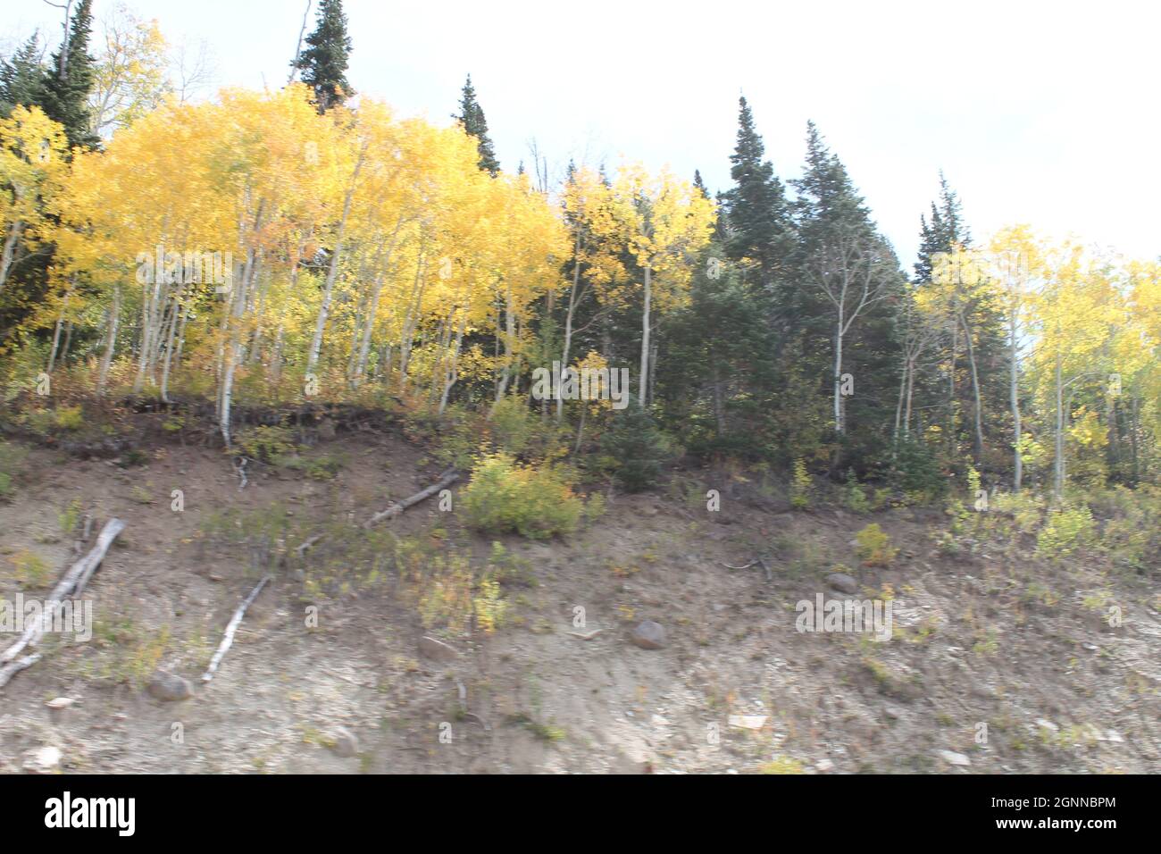 Grand Mesa National Forest Colorado. Fall forest colors on the largest ...