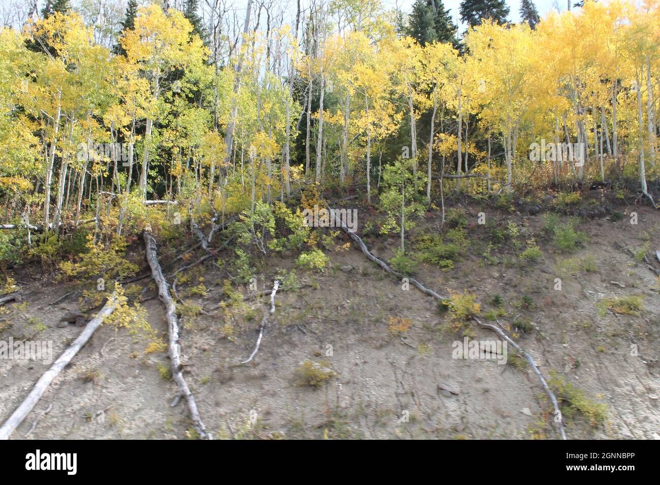 Grand Mesa National Forest Colorado. Fall forest colors on the largest ...