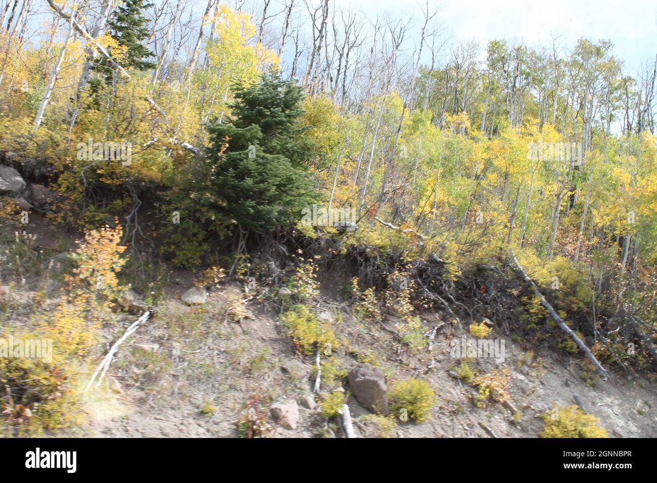 Grand Mesa National Forest Colorado. Fall forest colors on the largest ...
