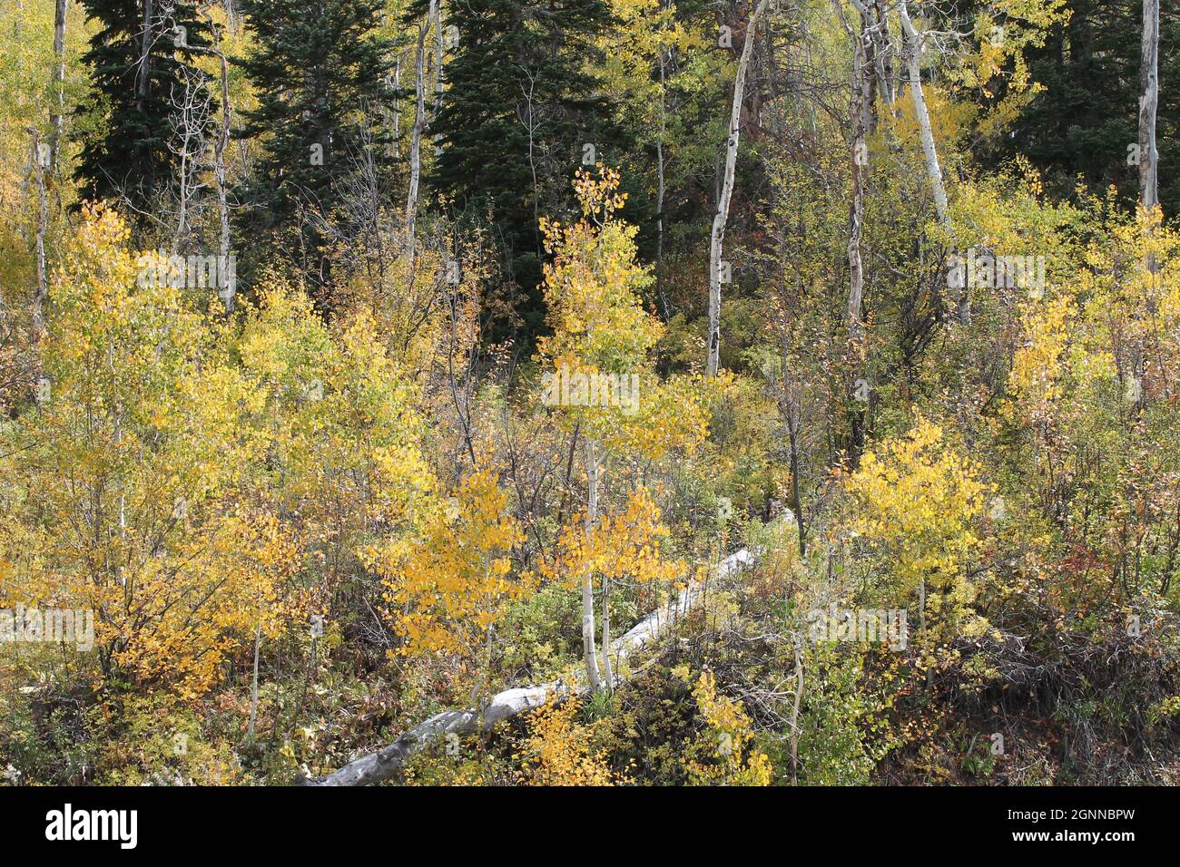 Grand Mesa National Forest Colorado. Fall forest colors on the largest ...