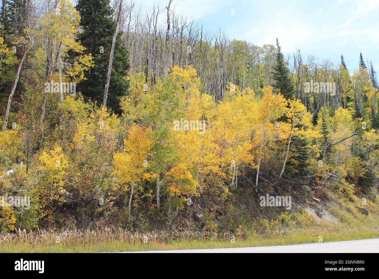 Grand Mesa National Forest Colorado. Fall forest colors on the largest ...