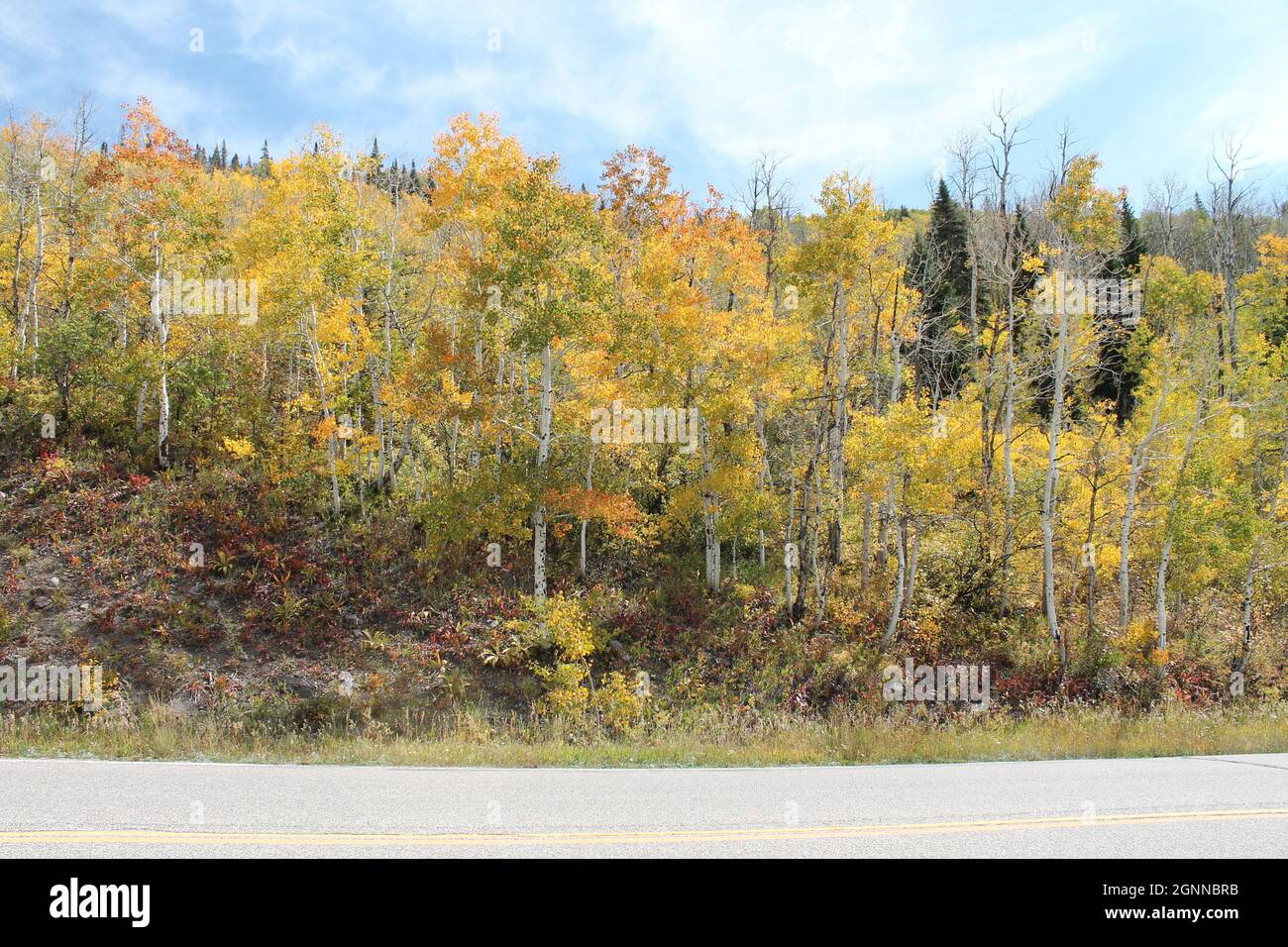 Grand Mesa National Forest Colorado. Fall forest colors on the largest ...